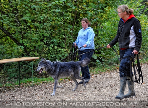 Wolf Science Center 25 - Wildpark Ernstbrunn - WSC