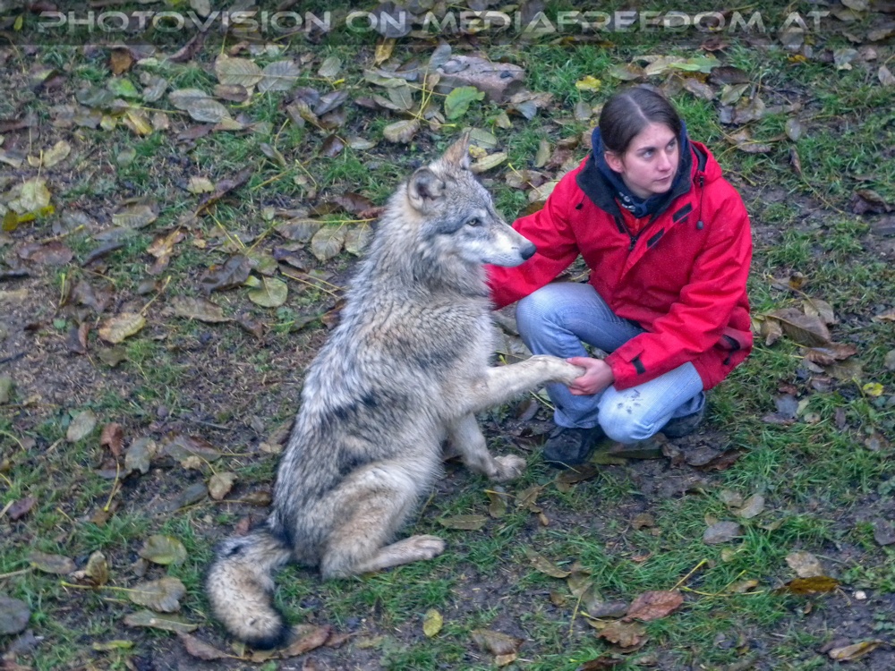 Wolf Science Center 13 - Schlosspark Ernstbrunn