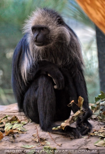 Bärenstummelaffe 02 - Tiergarten Schönbrunn