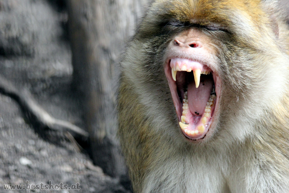 Gähnender Affe - Weisser Zoo Kernhof