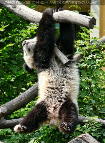 Bamkraxler Fu Long - Schönbrunn - Tiergarten