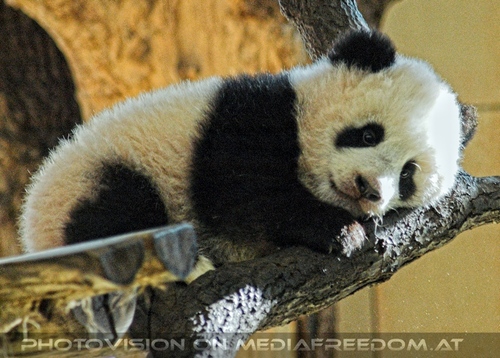 Welcome Panda Fu Long 12 - Tiergarten Schönbrunn
