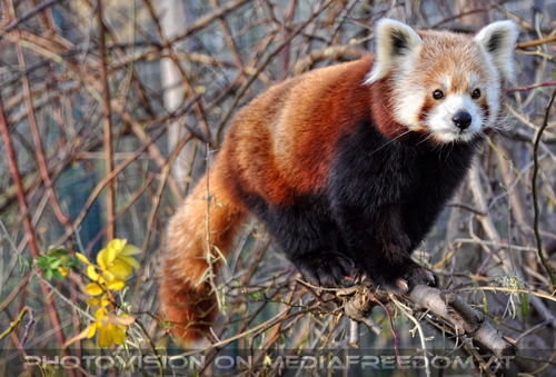Roter Panda balanciert - Tiergarten - Schönbrunn