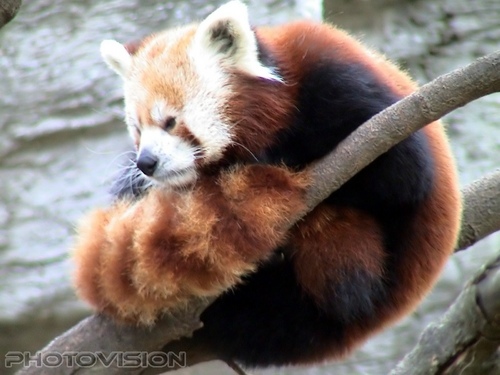 Kleiner Panda - Tiergarten Schönbrunn