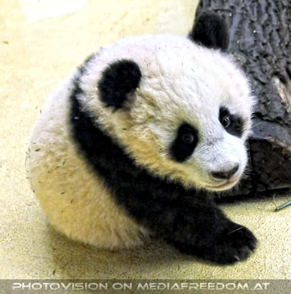 Hallo Panda Baby - Schönbrunn - Tiergarten