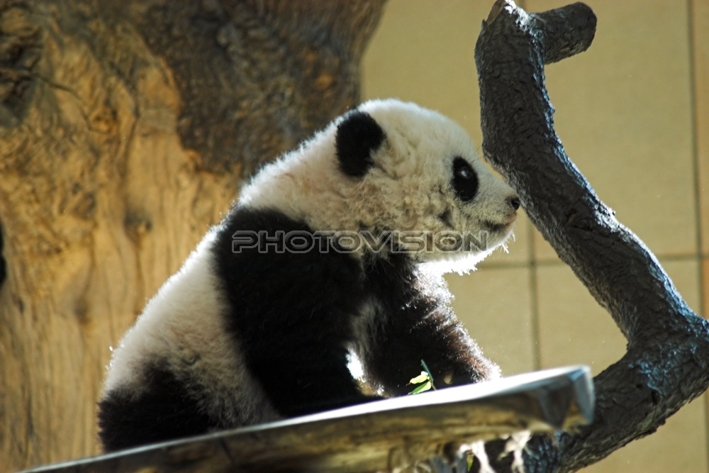 Neugierig sein.... - Tiergarten Schönbrunn