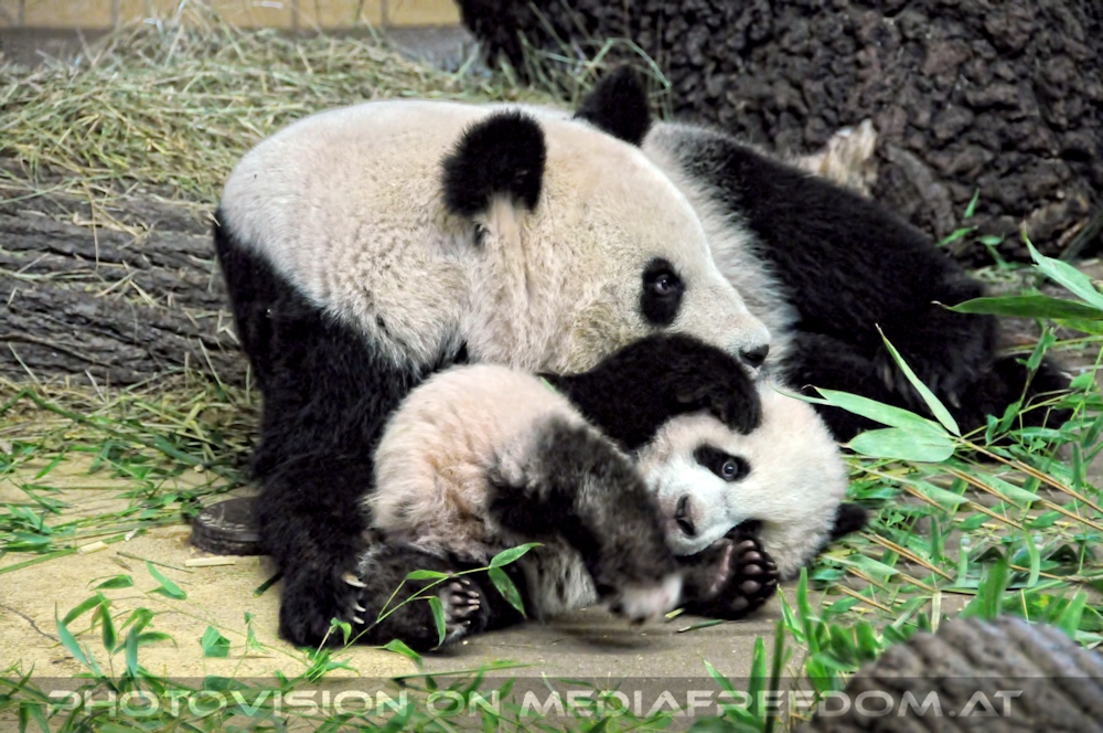 Große Panda Idylle - Schönbrunn - Tiergarten