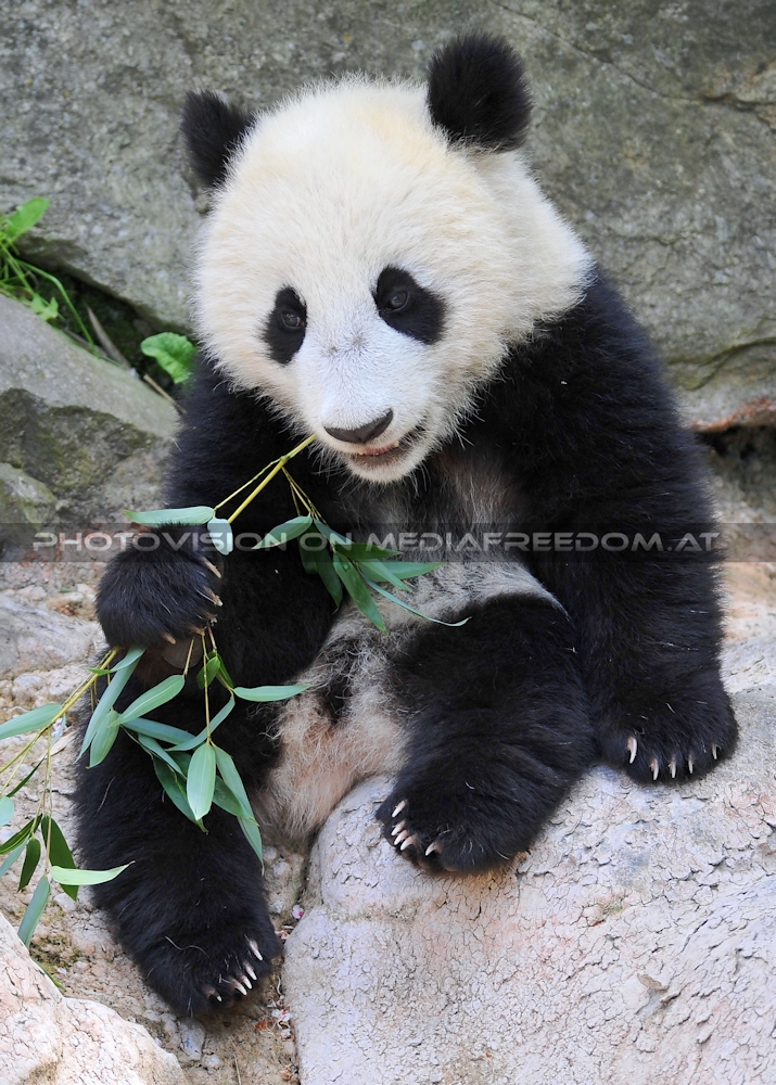 Pandababy Mahlzeit - Tiergarten Schönbrunn