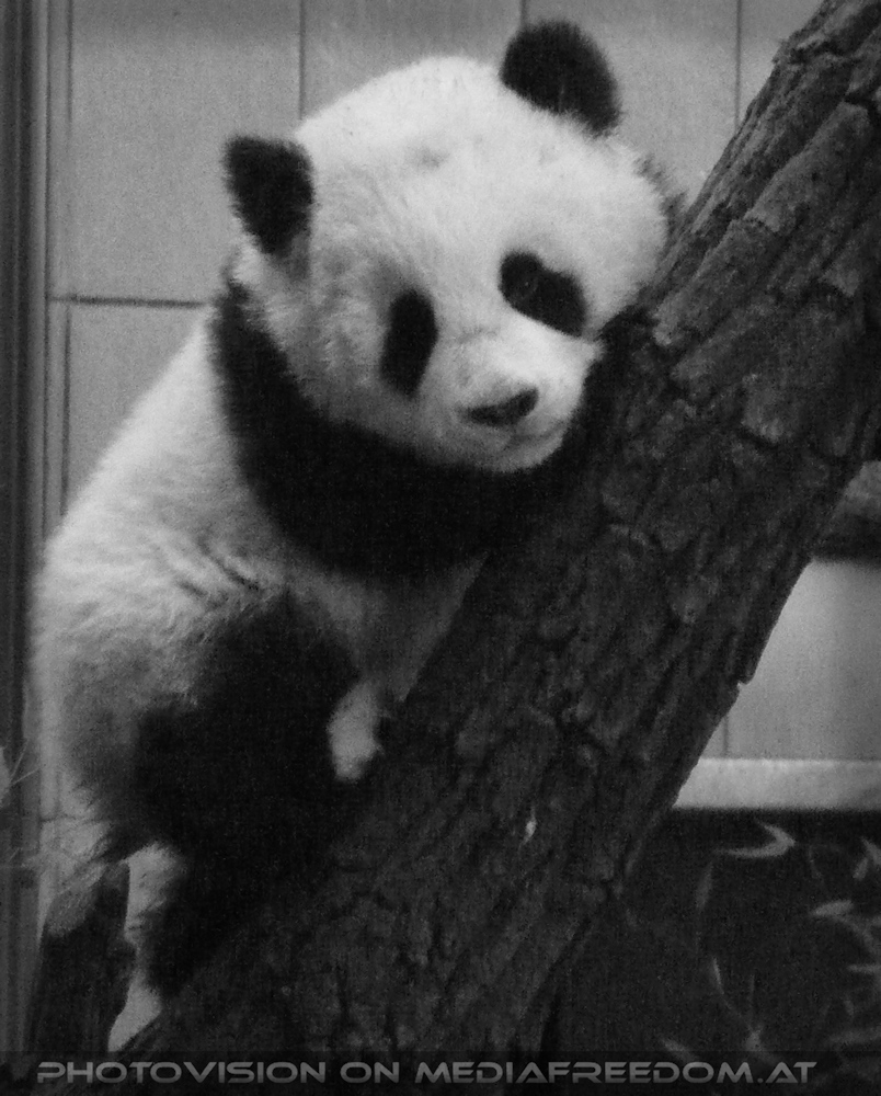 Treuherziges Pandababy - Tiergarten Schönbrunn