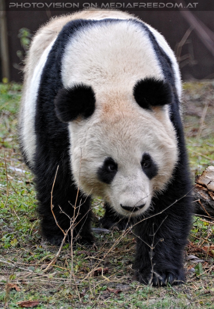 Großer Panda spaziert - Tiergarten Schönbrunn