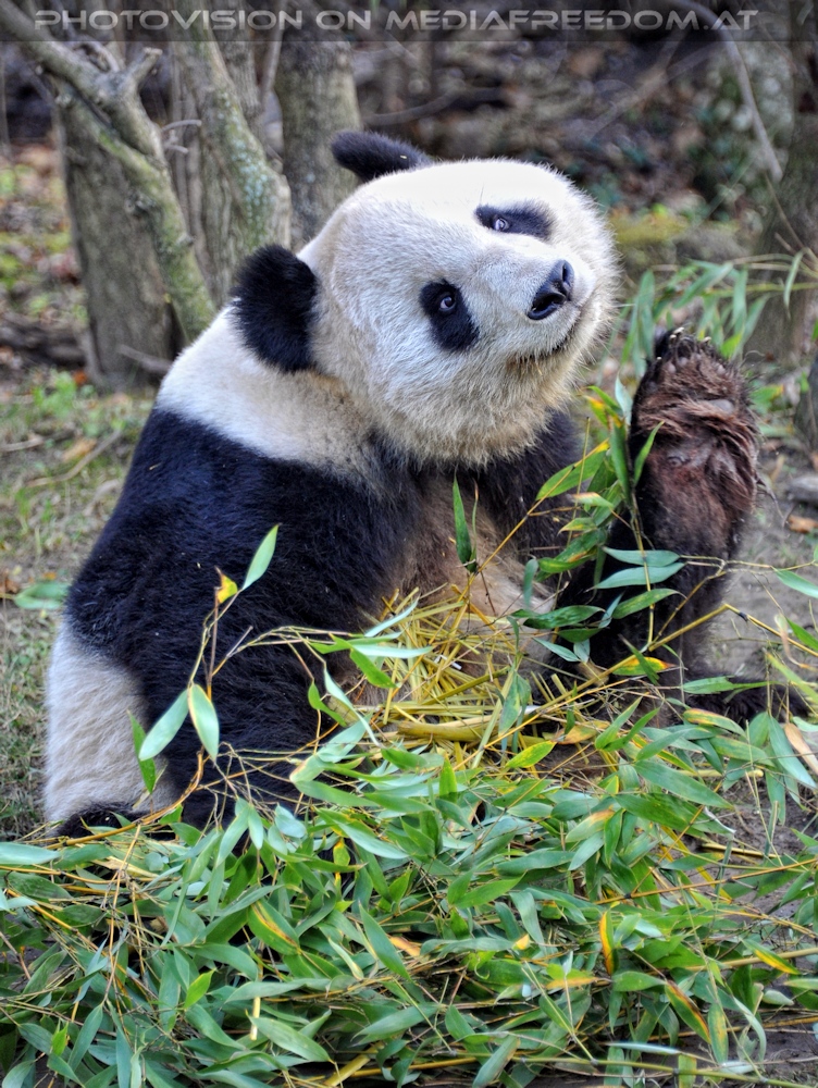 Großer Panda winkt - Tiergarten - Schönbrunn