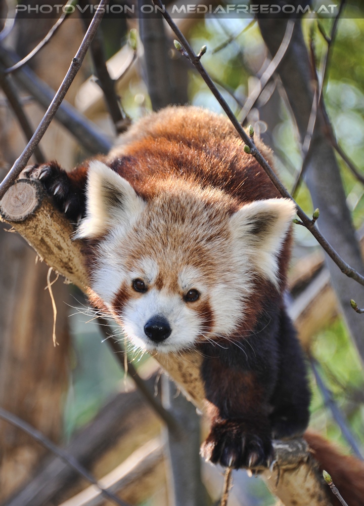 Roter Panda Blick - Tiergarten Schönbrunn