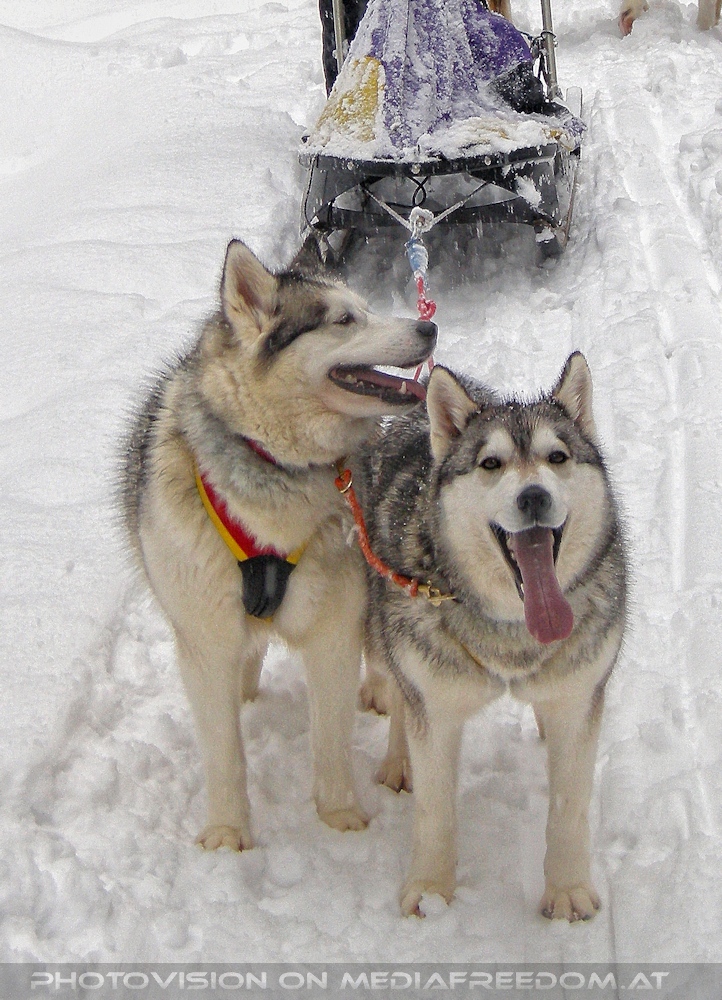 Musher Dream 52 - Mountain Wolf Farm (Musher Ausbildung)