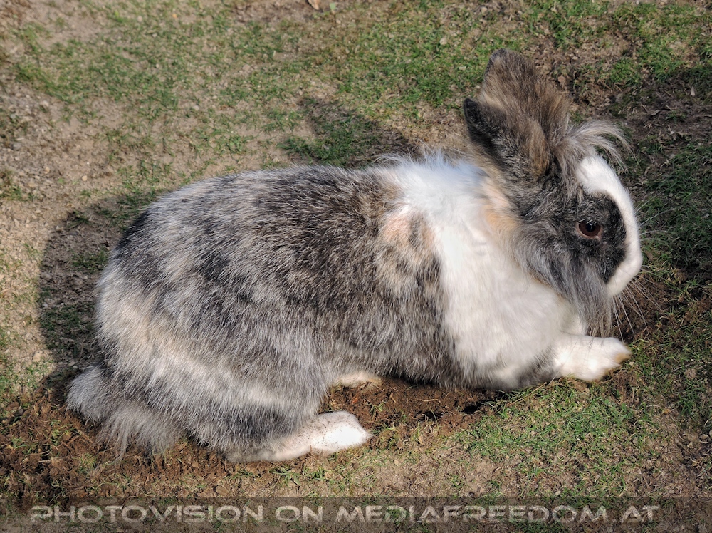 Angora Hase - Tiergarten - Schönbrunn