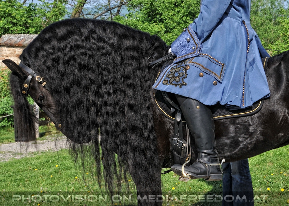 Friese mit Reiter - Schloss Hof (Historisches Maifest)