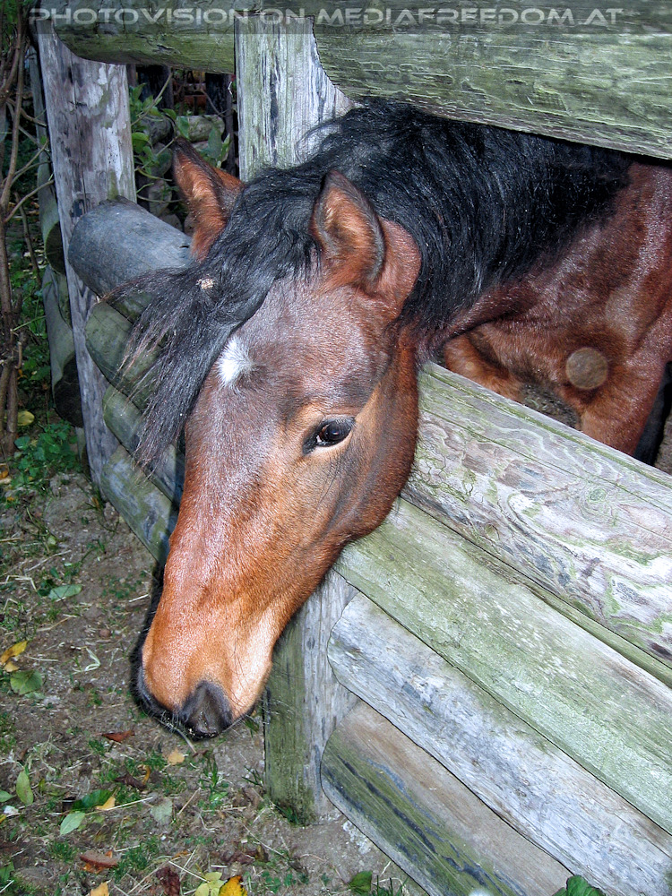 Schöne Dinge 05 - Flockerlhof - Klement