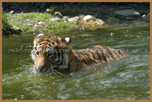 Tiger Boot - Schönbrunn - Tiergarten