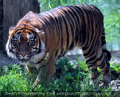 Sumatra Tiger 15 - Zoo Brünn