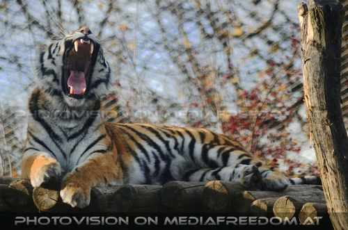 Screaming Tiger - Tiergarten - Schönbrunn