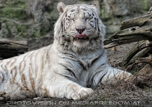 Weiße Tiger 08 - Zoo Bratislava