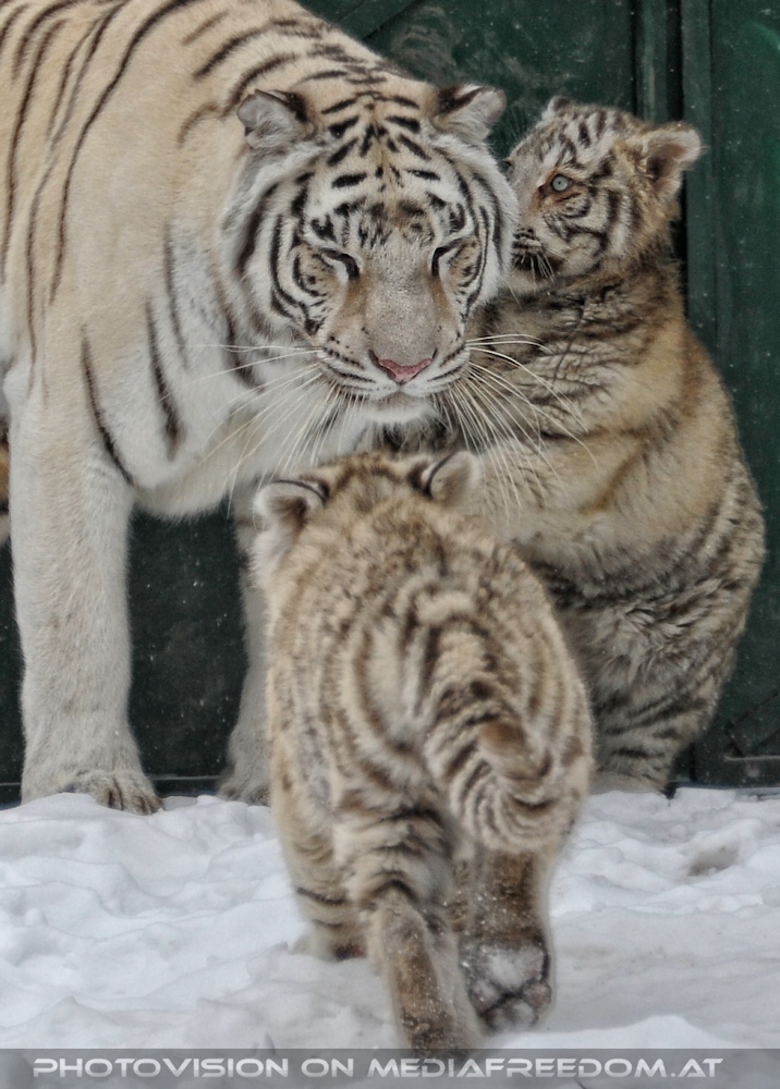 Winter dream - Pix 048 - Weisser Zoo - Kameltheater Kernhof