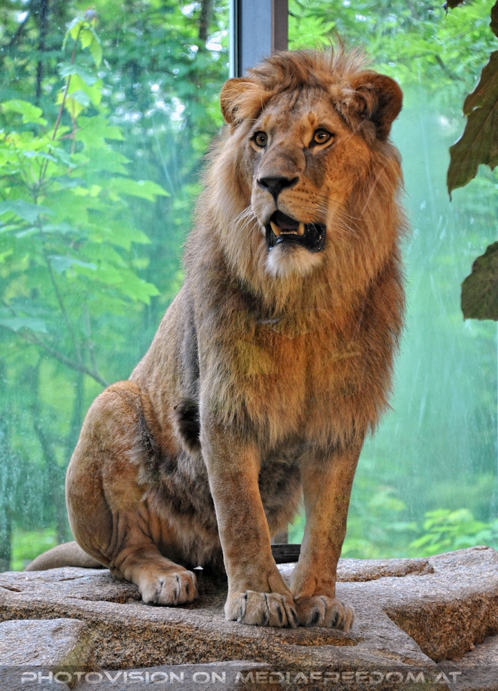 Afrikanische Löwen 07 - Tierpark Hellabrunn - München