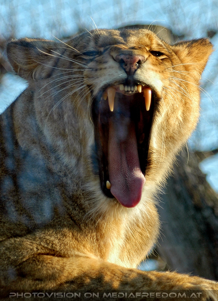 Löwen Portrait 5 - Tiergarten Schönbrunn