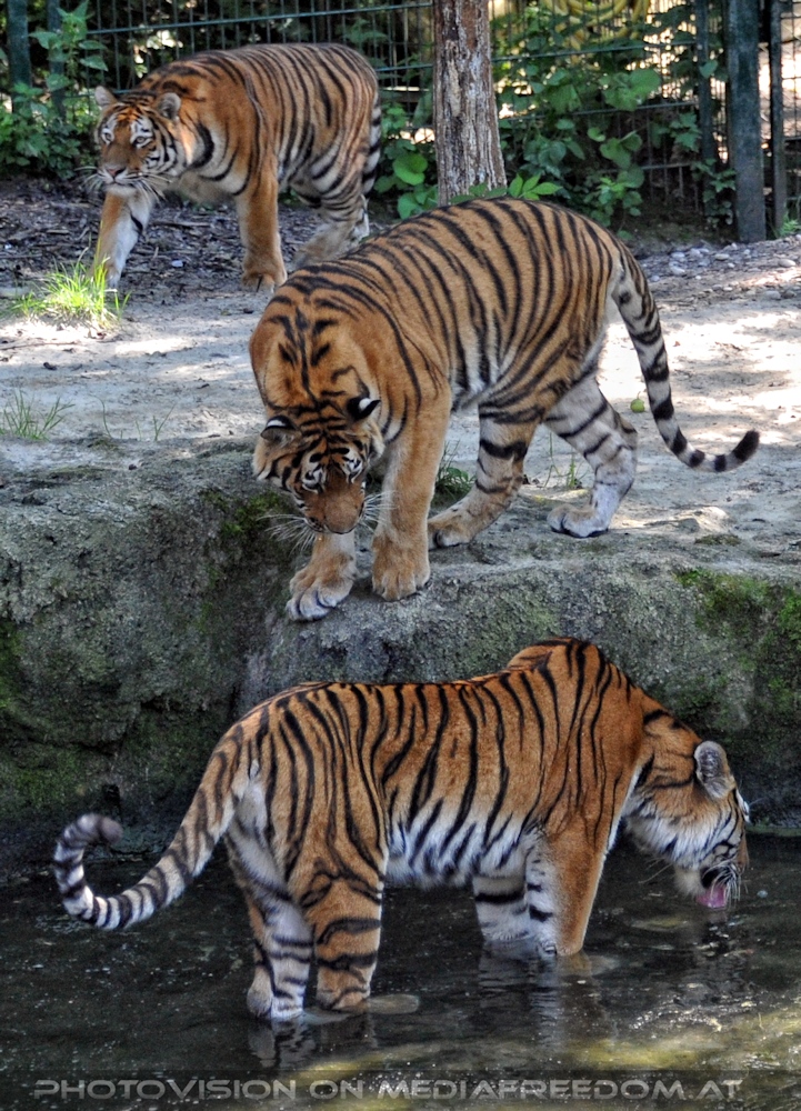 Tiger Trio - Zoo Schmiding