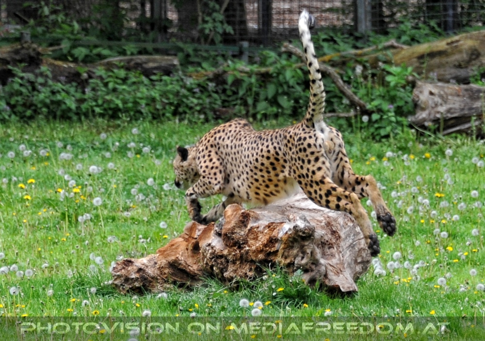 Springender Gepard - Zoo Schmiding