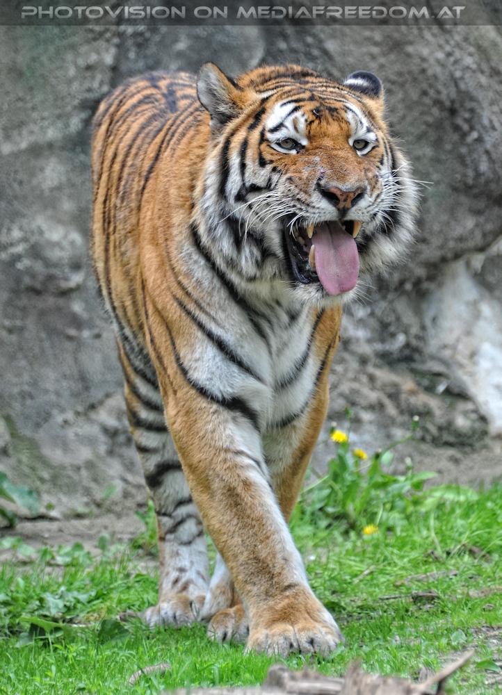 Tiger hechelt - Zoo Schmiding
