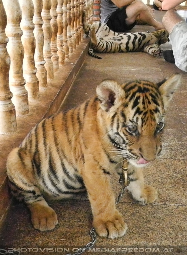 The B-Day of the Tigerman Pix 014 - Tigertempel - Thailand (Urlaub)