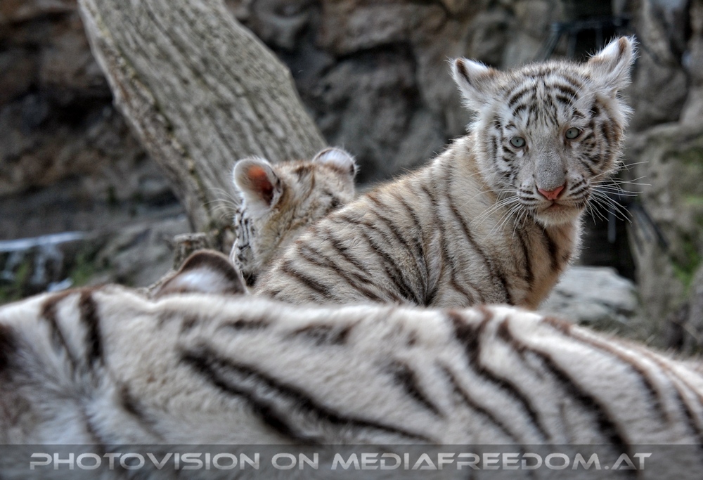 Weiße Tiger 37 - Zoo Bratislava