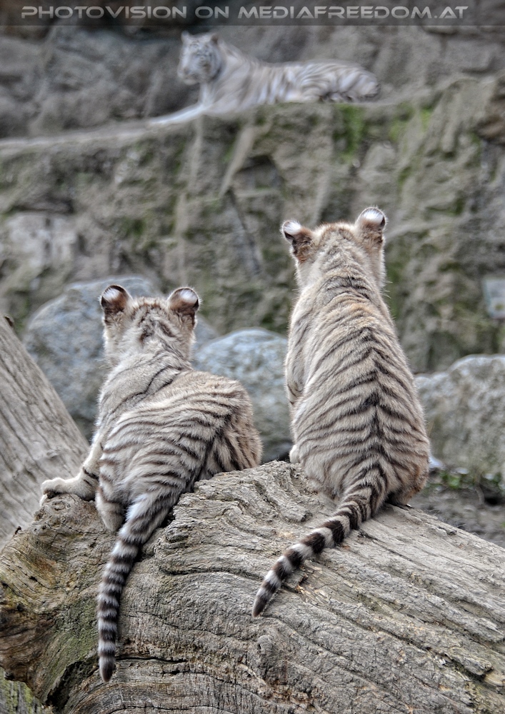 Weiße Tiger 46 - Zoo Bratislava