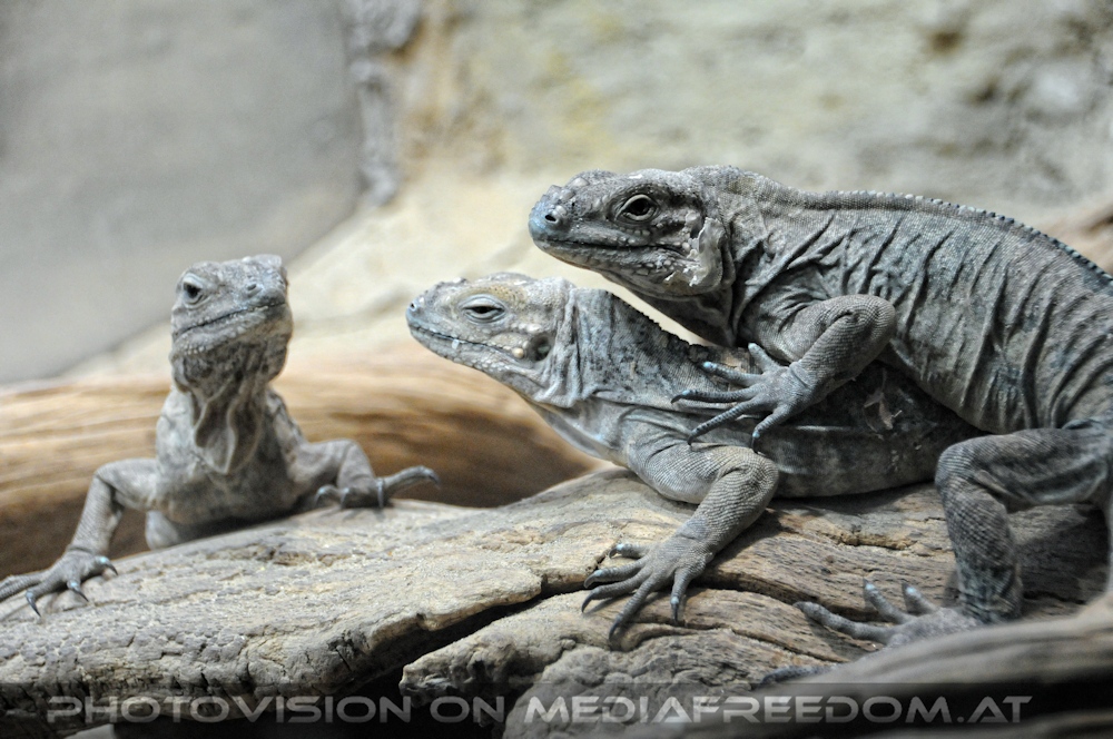 Echsen - Tiergarten Schönbrunn