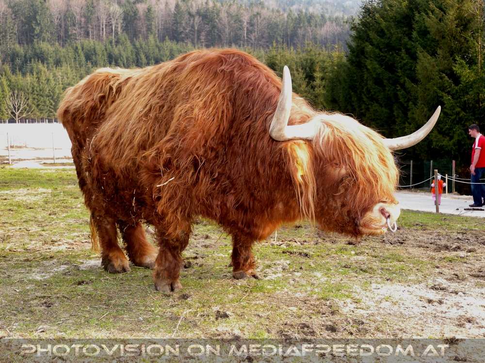 Prächtiger Bulle - Gut Aiderbichl (Ostern)