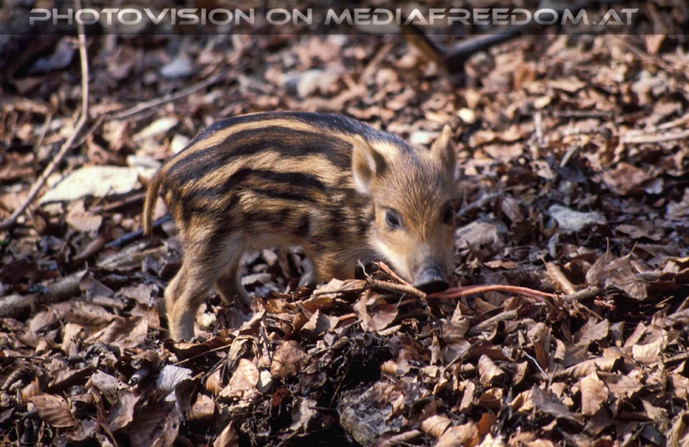 Wildschwein Ferkel - Sparbach