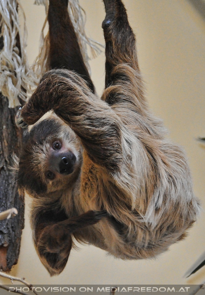 Faultier Blick - Tiergarten Schönbrunn