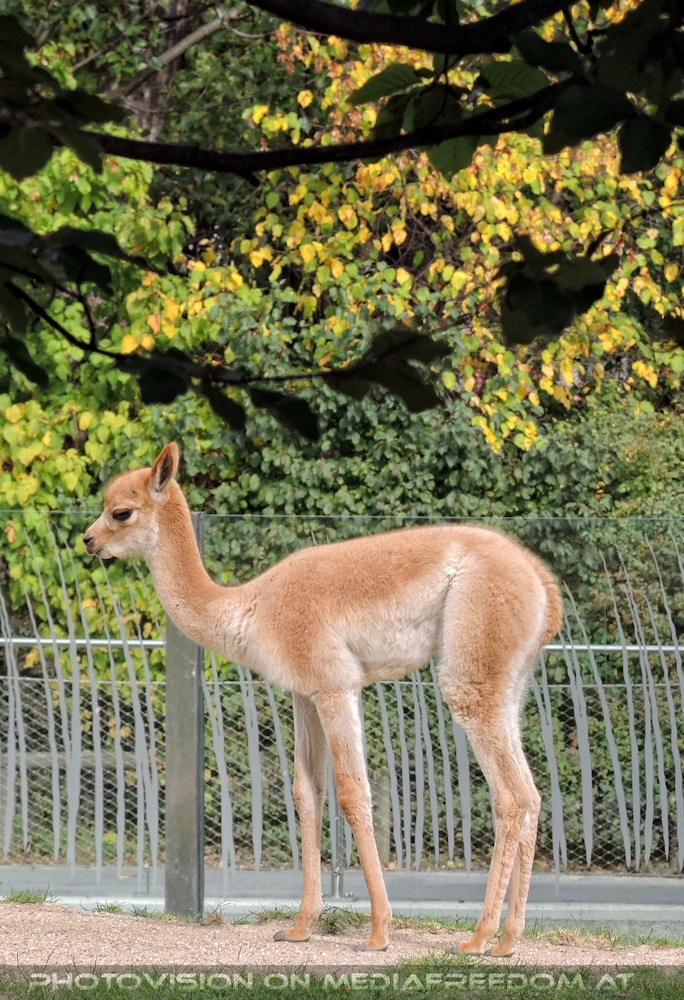 Vicuna Baby - Tiergarten - Schönbrunn
