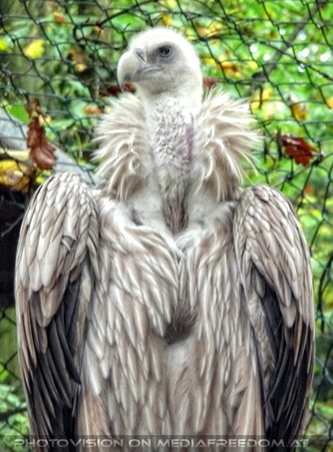 Aasgeier - Nürnberg - Tiergarten