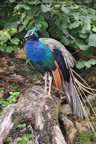 Der Pfau - Tiergarten Schönbrunn