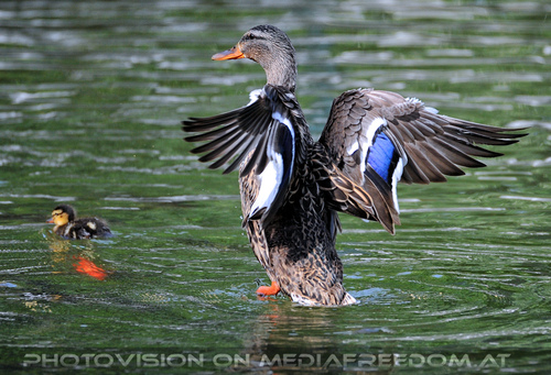 Enten Familie 4 - Tiergarten - Schönbrunn