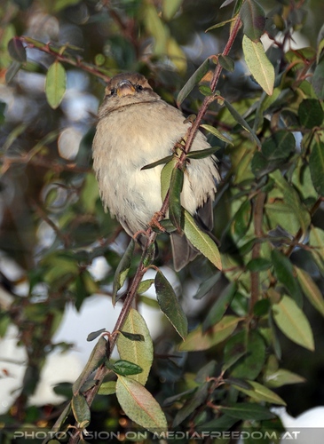 Spatz im Baum - Tiergarten Schönbrunn