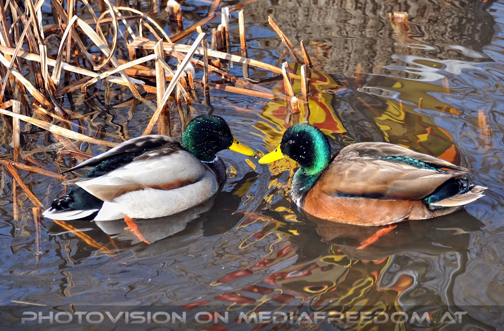 Bunte Enten - Tiergarten Schönbrunn