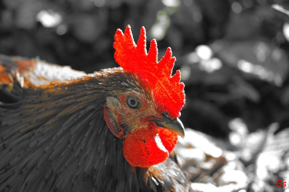 Der Hahn im Sonnenschein