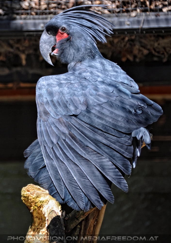 Großer Papagei - Zoo Schmiding