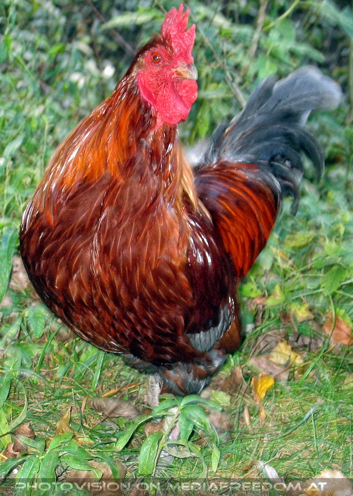 Hahn - Steppentierpark Pamhagen