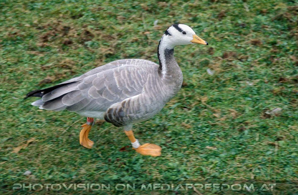Kleine Gans - Cumberland Park