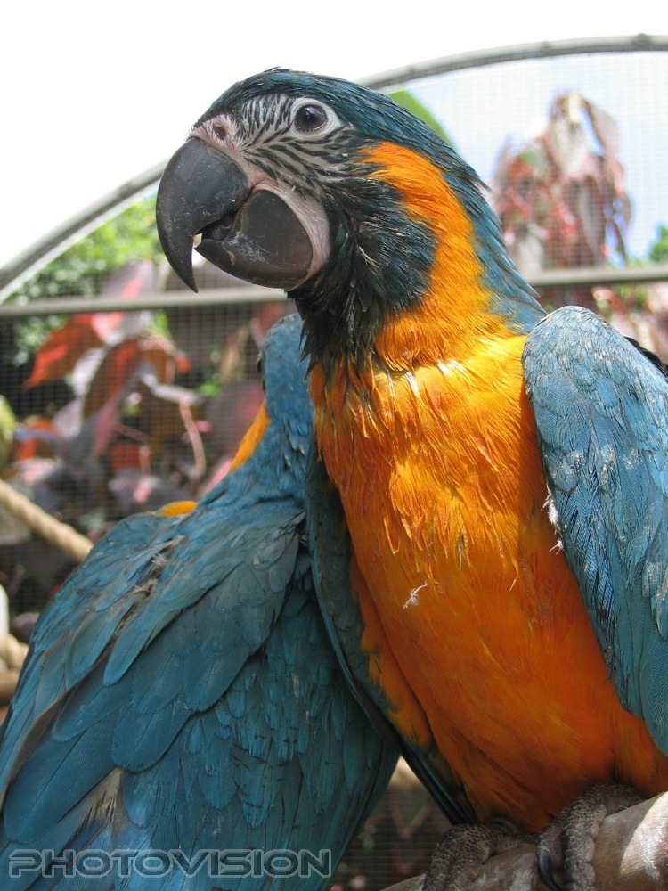 Loro - Loro Park - Teneriffa