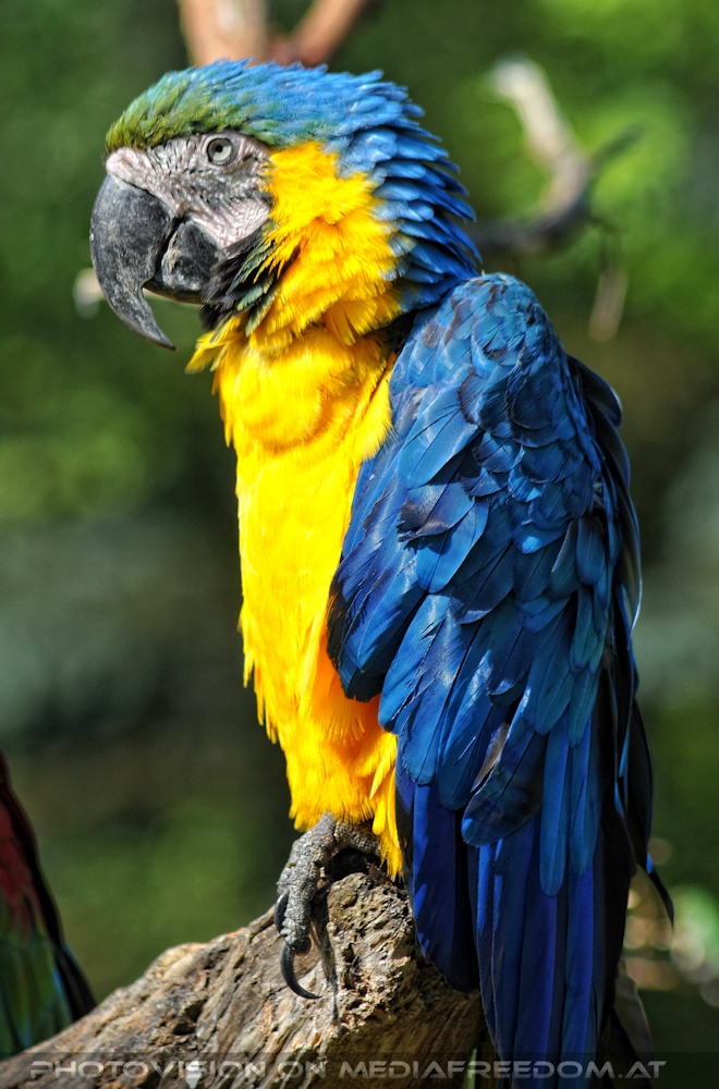 Papageien Schwarm 02 - Zoo Schmiding