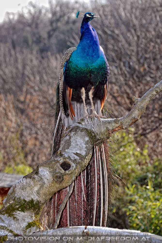 Pfauen 1 - Tiergarten Schönbrunn